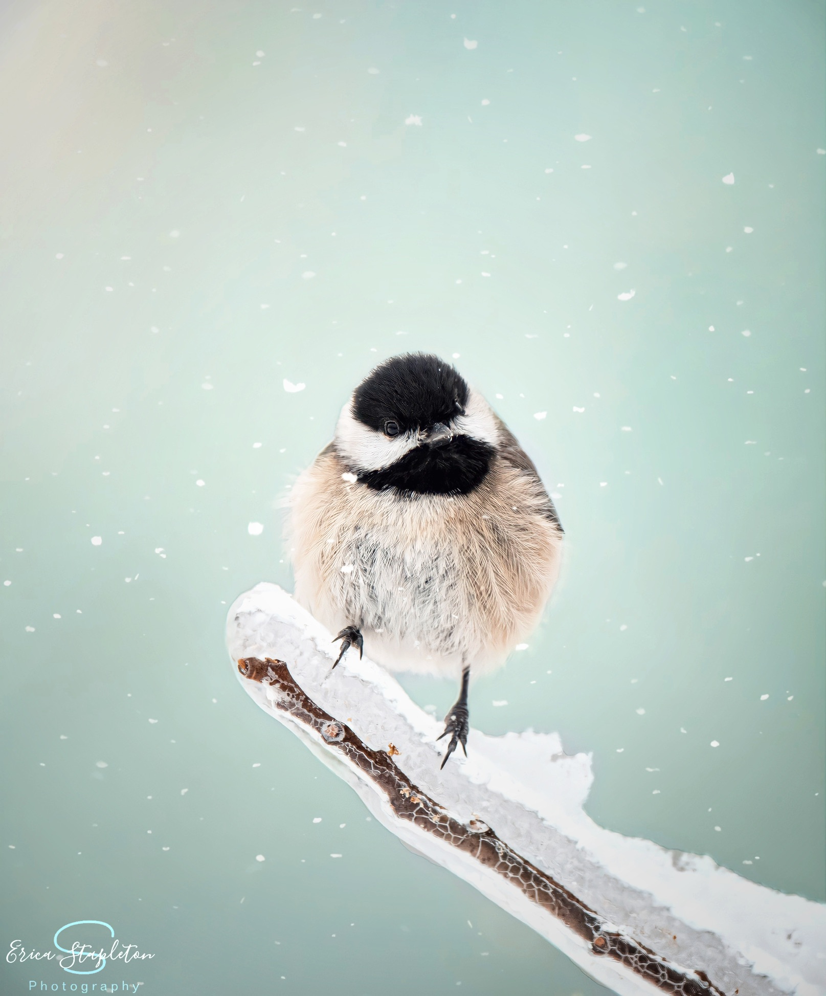 Erica Stapleton - digital downloads & prints